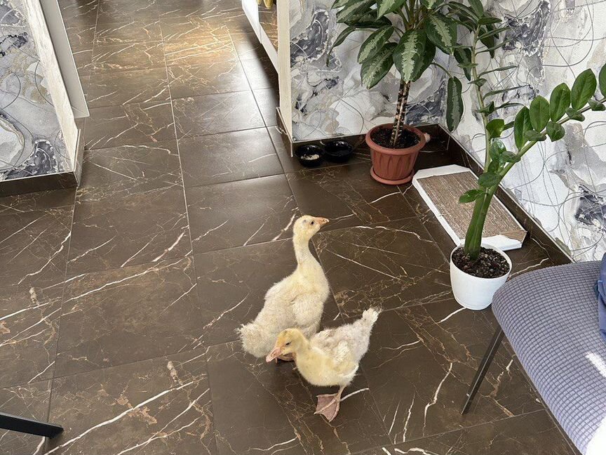 Утки суточные и подрощение