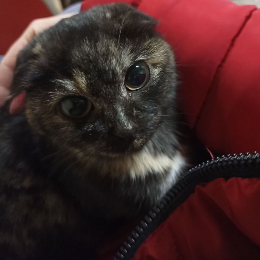 Шотландский вислоухий короткошёрстный котёнок