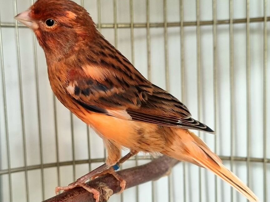 Канарейки, молодой самец