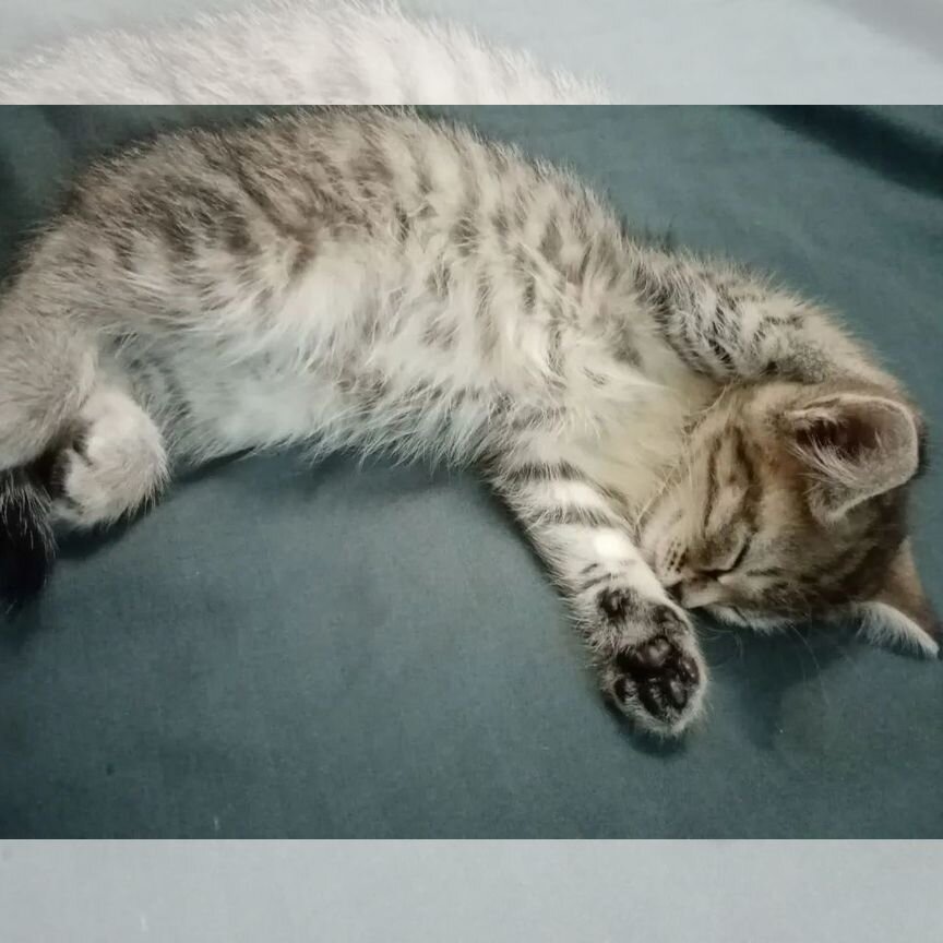 Котёнок в добрые руки