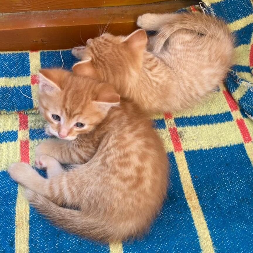 Котята рыжие мальчики