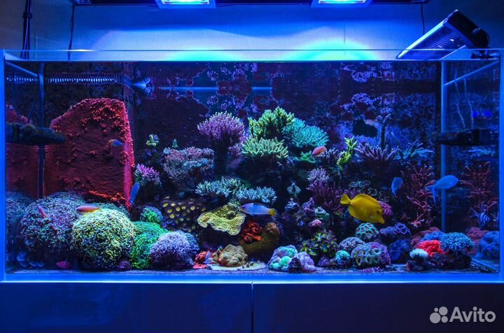 Морской аквариум на заказ