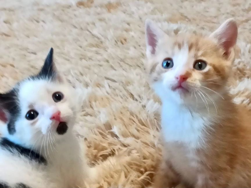 Котятки в добрые руки