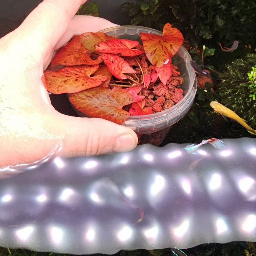 Продам растения для аквариума