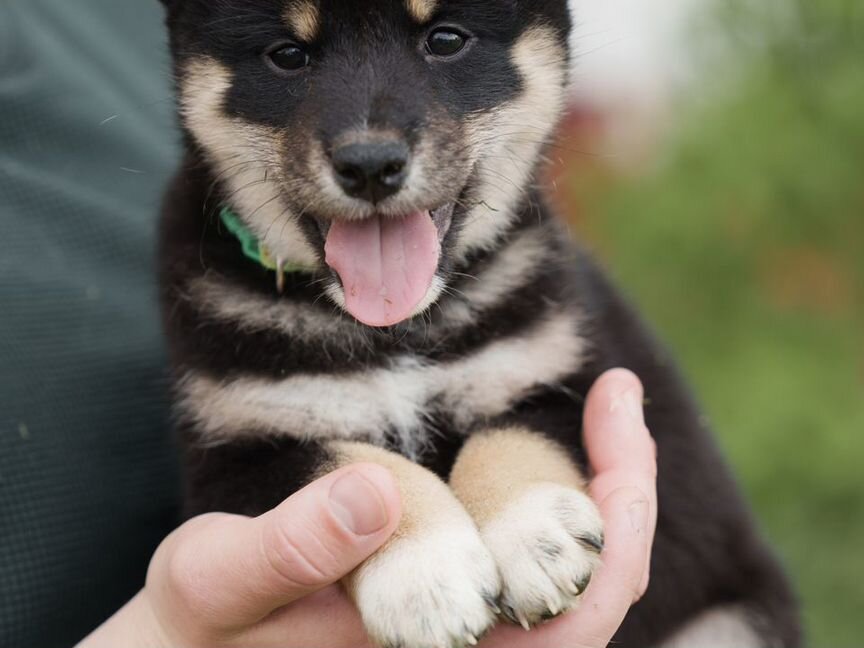 Щенки Сиба Шиба ину