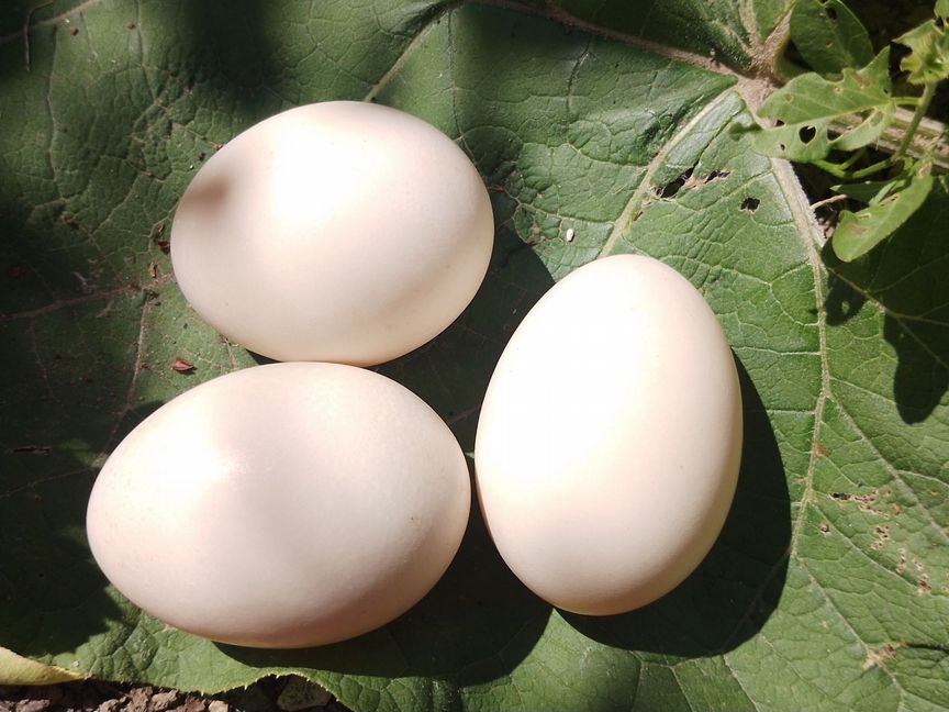 Яйцо индоутки