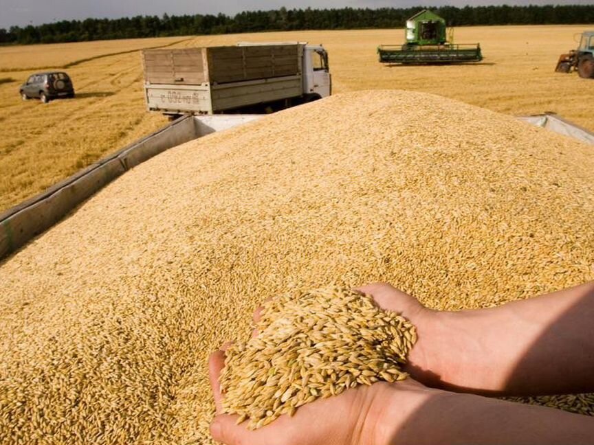 Ячмень пшеница овес кормовая