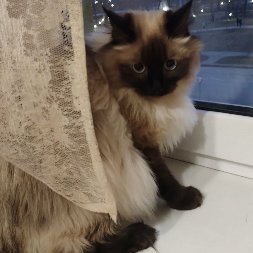 Рэгдолл котёнок