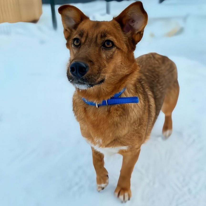 Взрослая собака в добрые руки