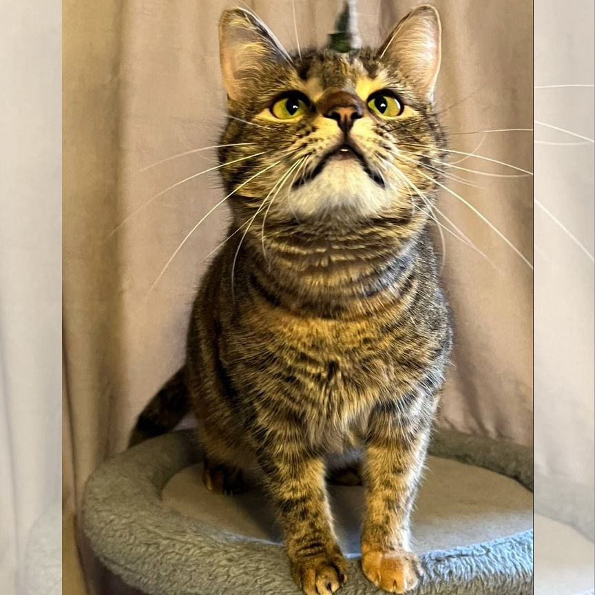 Взрослая, Девочка кошка в добрые руки