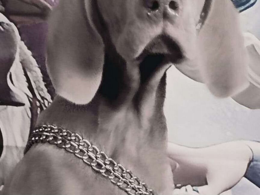 Щенки веймаранера