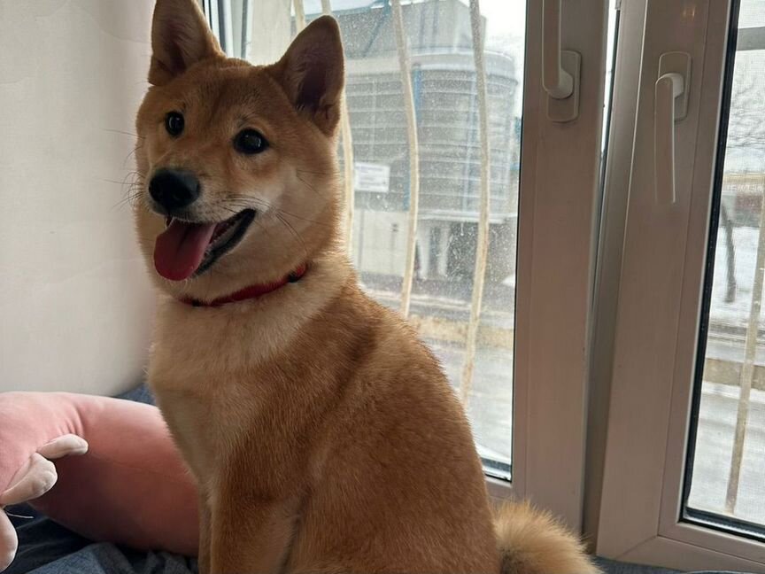 Сибаину шинков