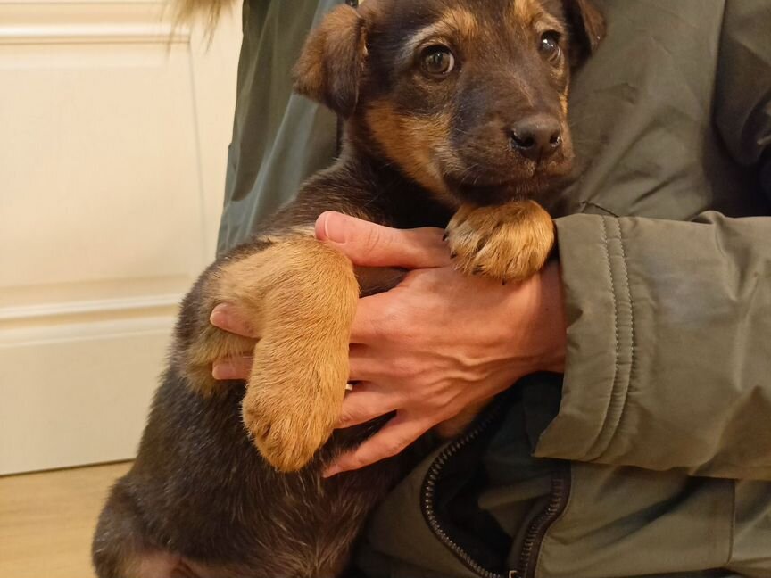 Щенки на охрану дома (помесь немецкой овчарки)