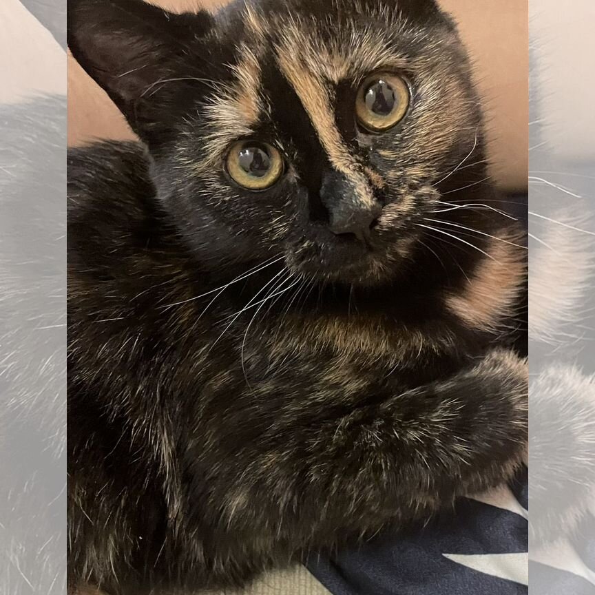 Кошка Муся ищет дом