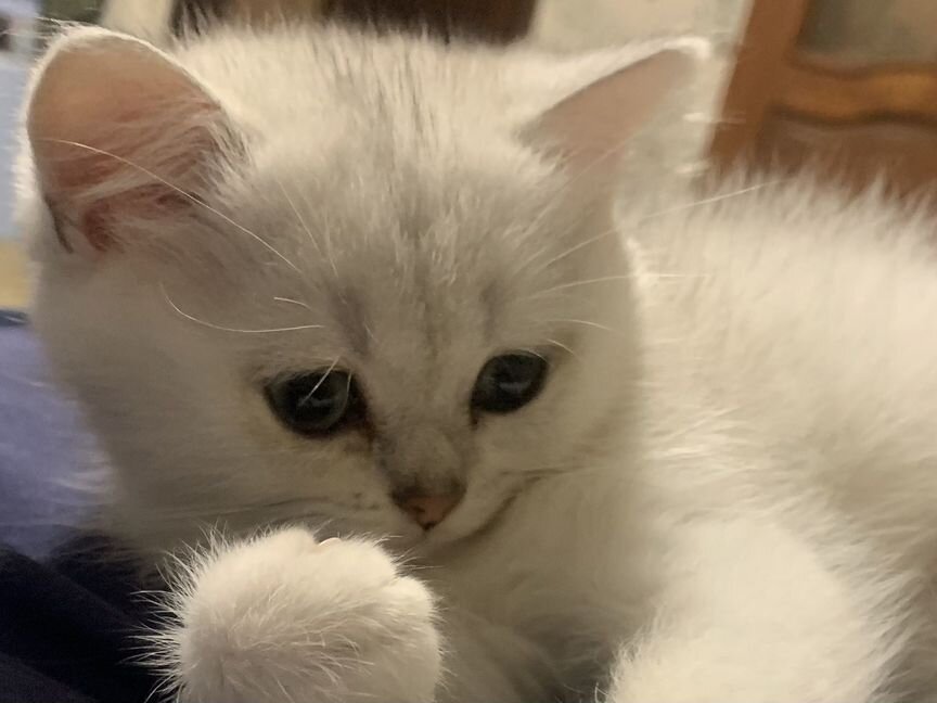 Британские котята