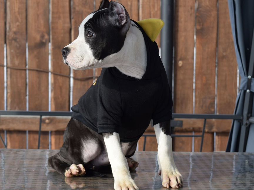 Стаффордширский терьер