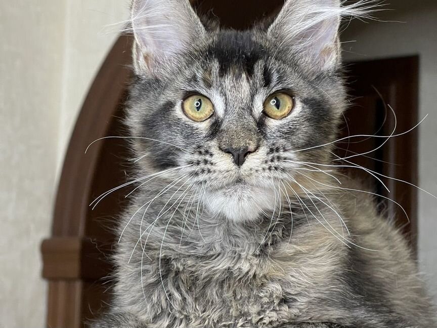 Котенок мейн-кун, девочка