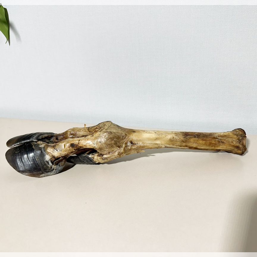 Лакомство для собак нога баранья