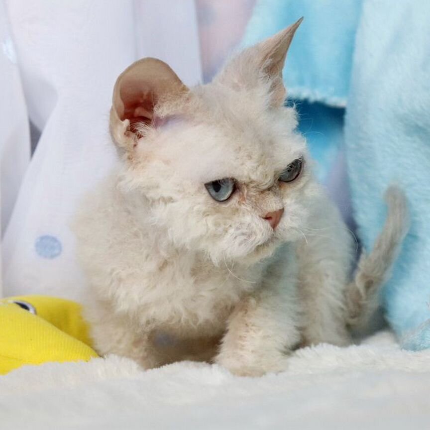 Селкирк-рекс короткошёрстный котёнок