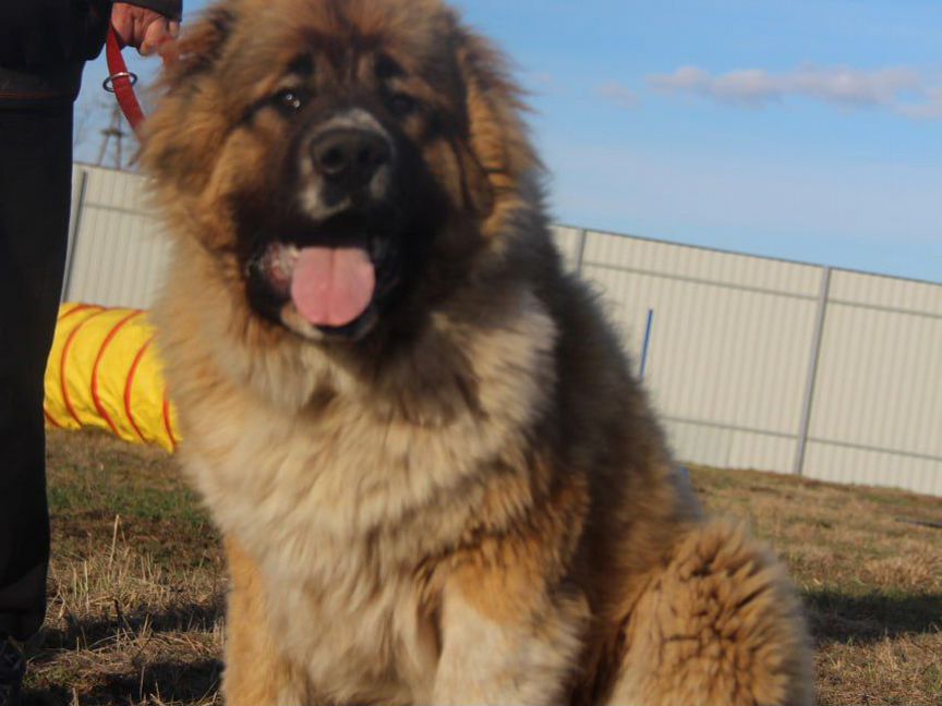 Щенки кавказской овчарки