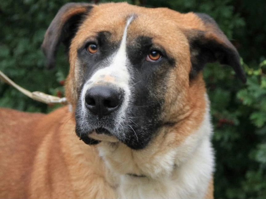 Шикарная Дана только в самые лучшие руки