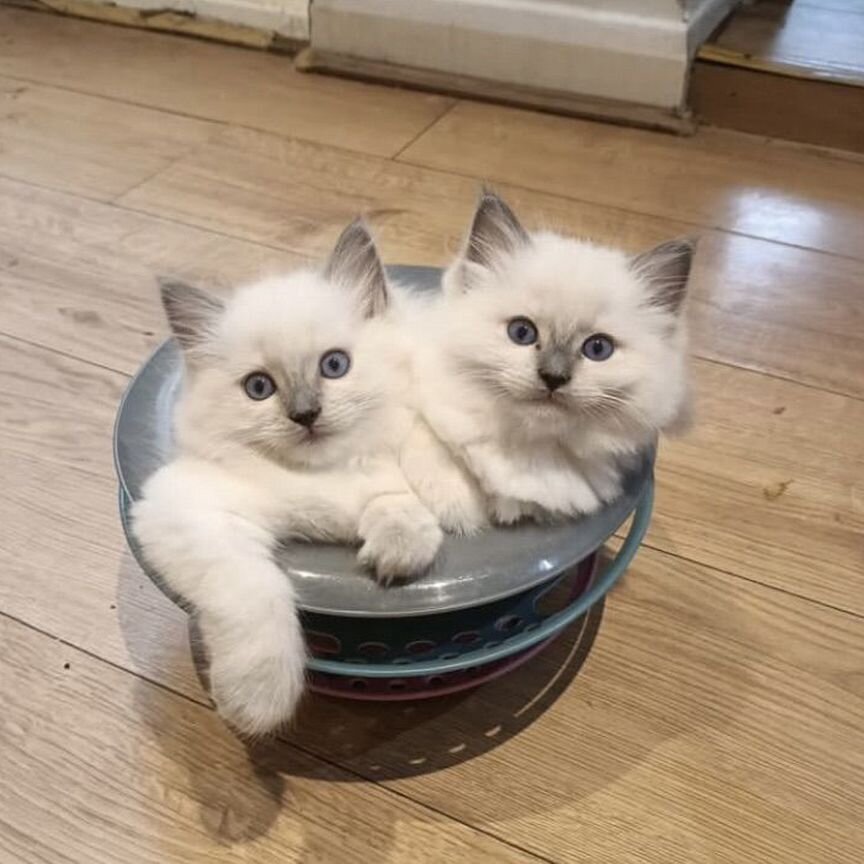 Кото-малышки Рэгдолл