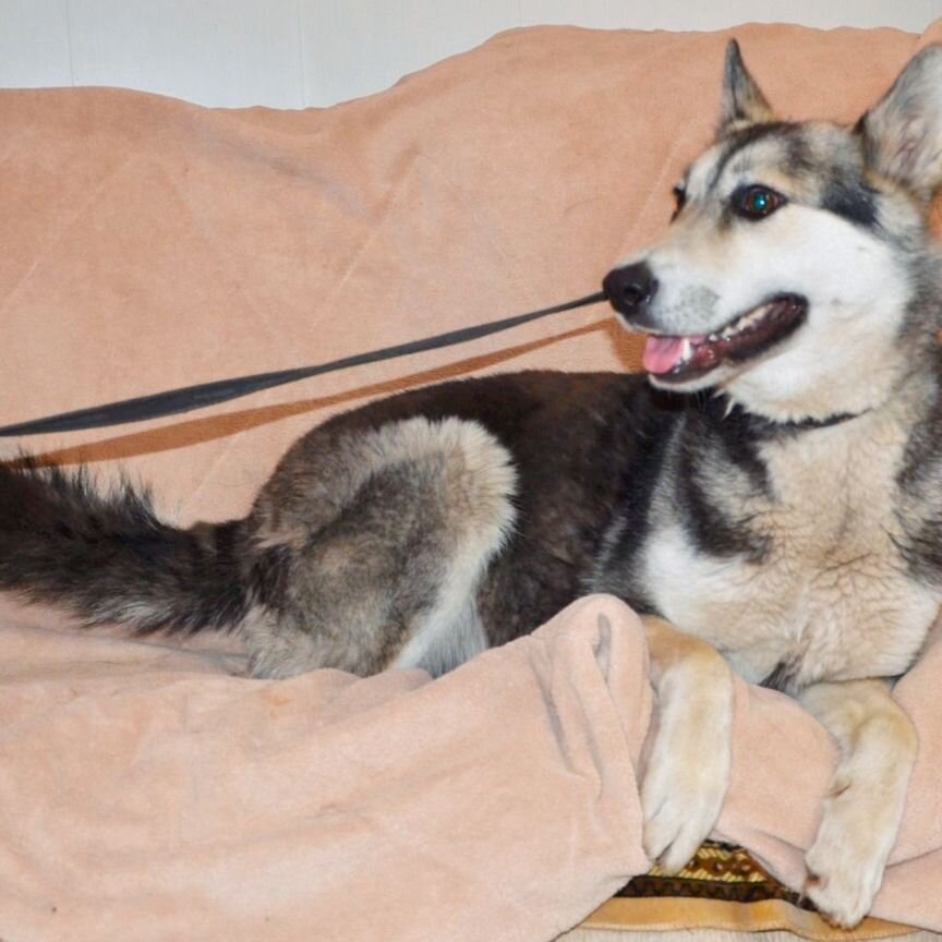 Собака в добрые руки