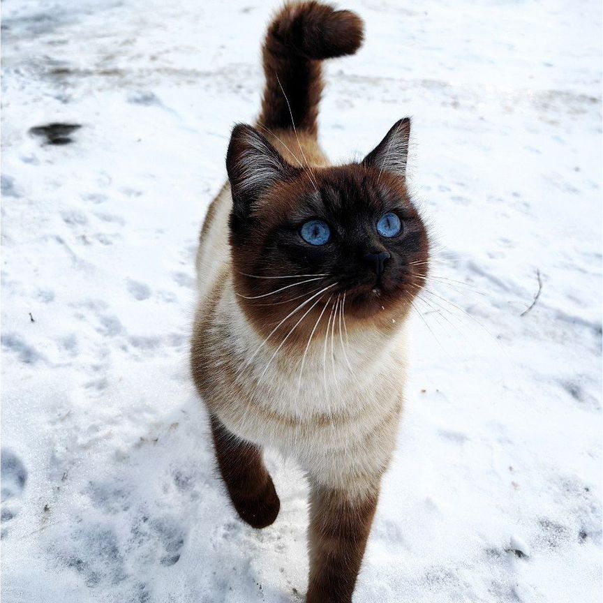 Красивый котик в добрые руки