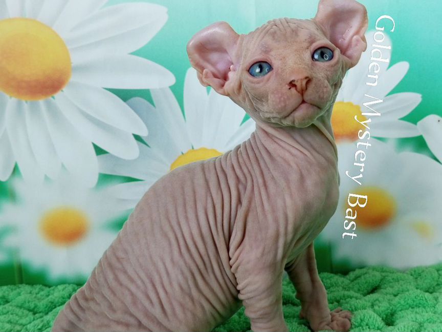 Сфинкс мальчик Эльф