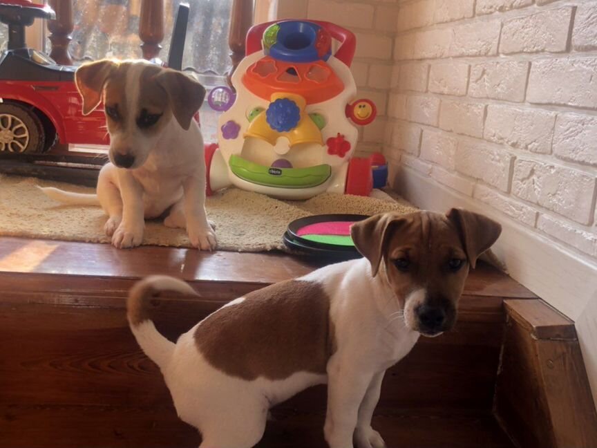 Джек расл терьер щенки 4 мальчика и две девочки