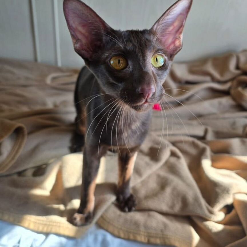 Ориентальный котёнок