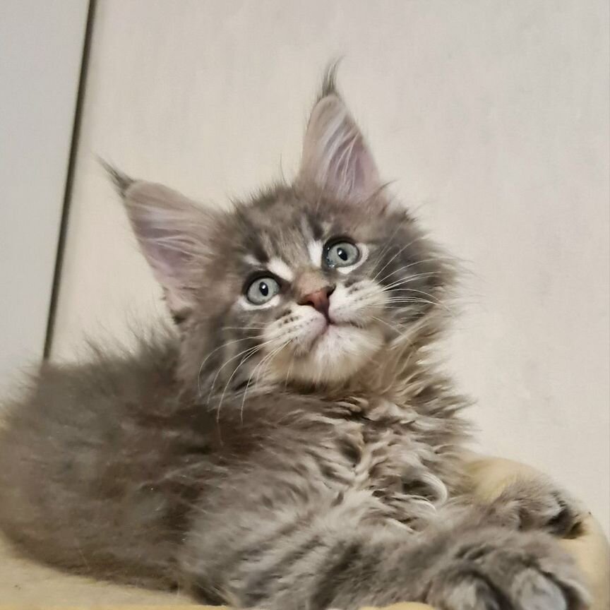 Котёнок мейн кун