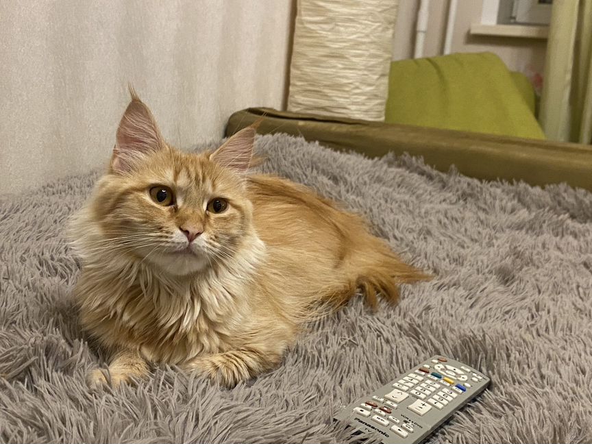 Кошки мейн-кун бесплатно