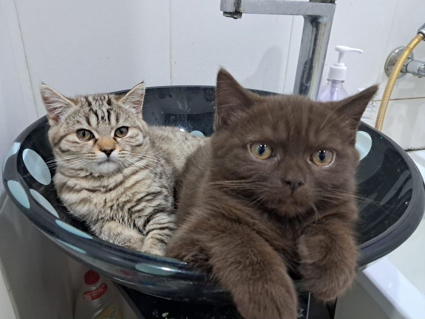 Котята шотландские с документами