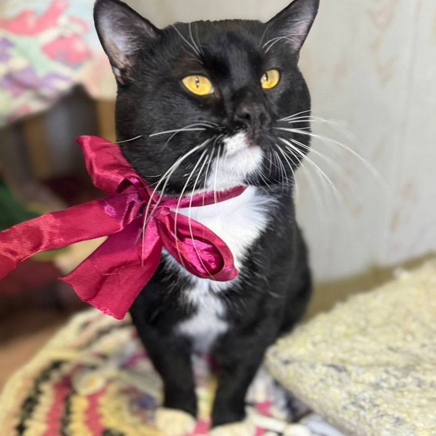 Взрослый кот в добрые руки