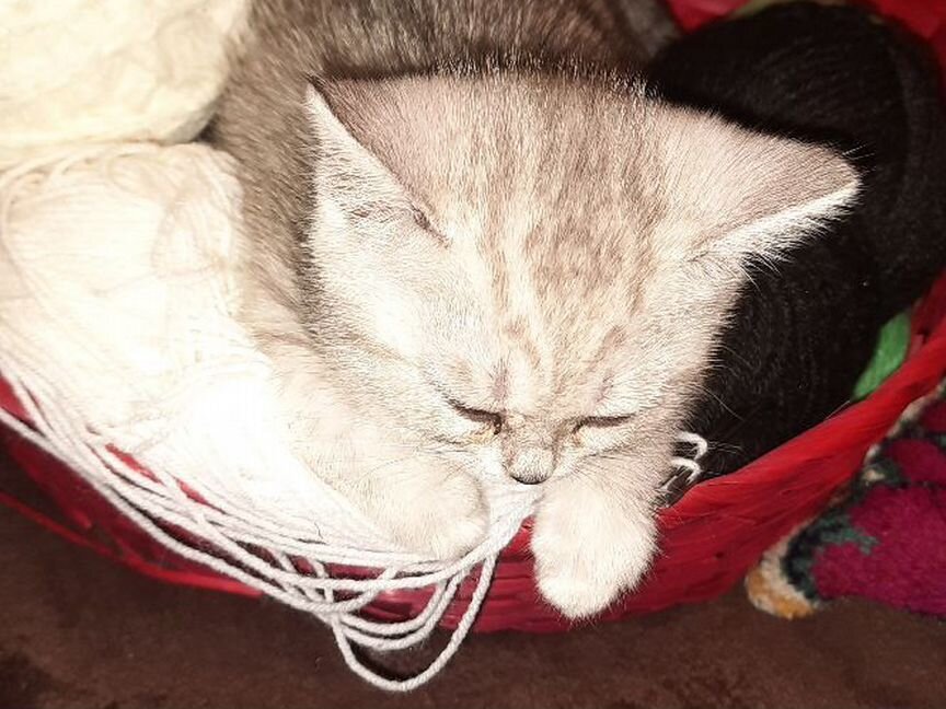 Кошка