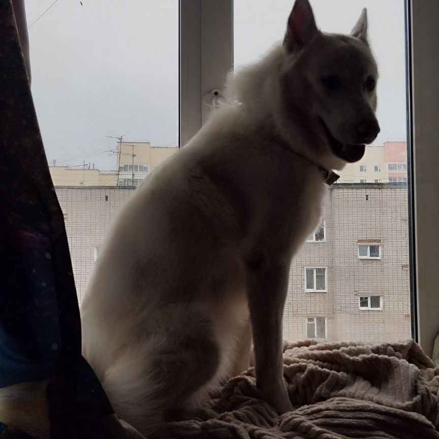 Вязка. Сибирская лайка