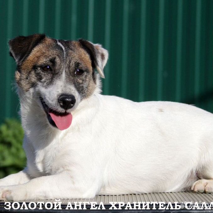 Джек Рассел Терьер, сука, 7 лет