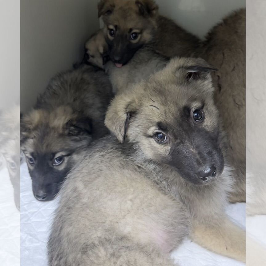 Щенок в добрые руки