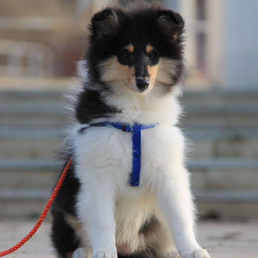 Колли, щенок