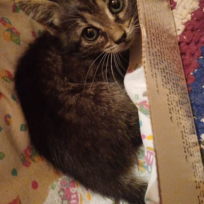 Котенок в добрые руки
