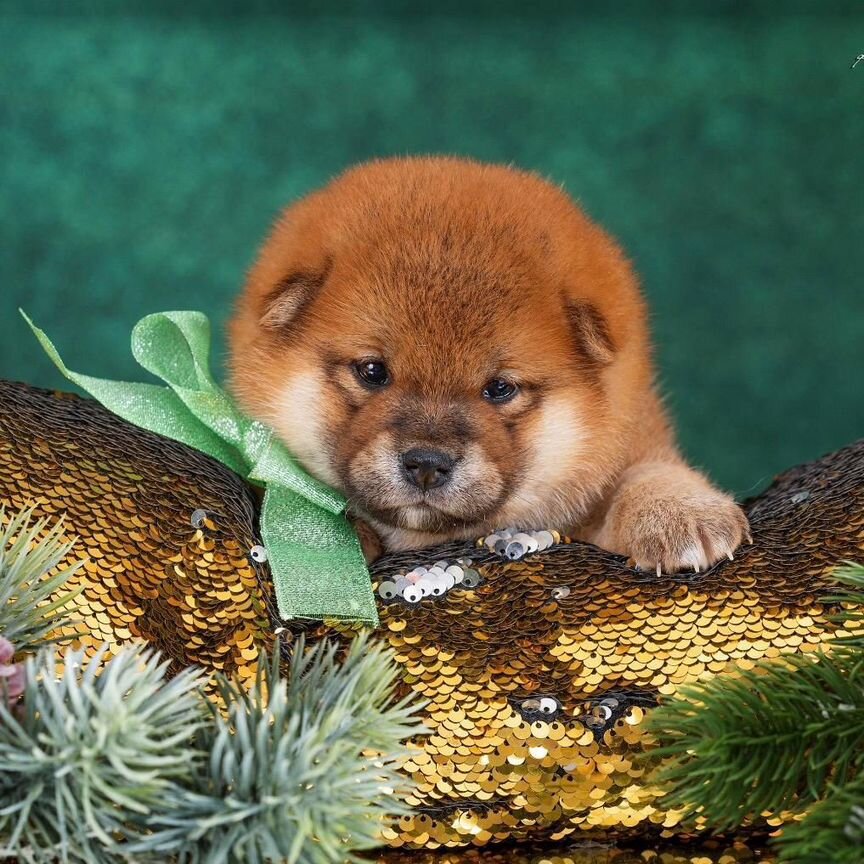 Племенные малыши сиба