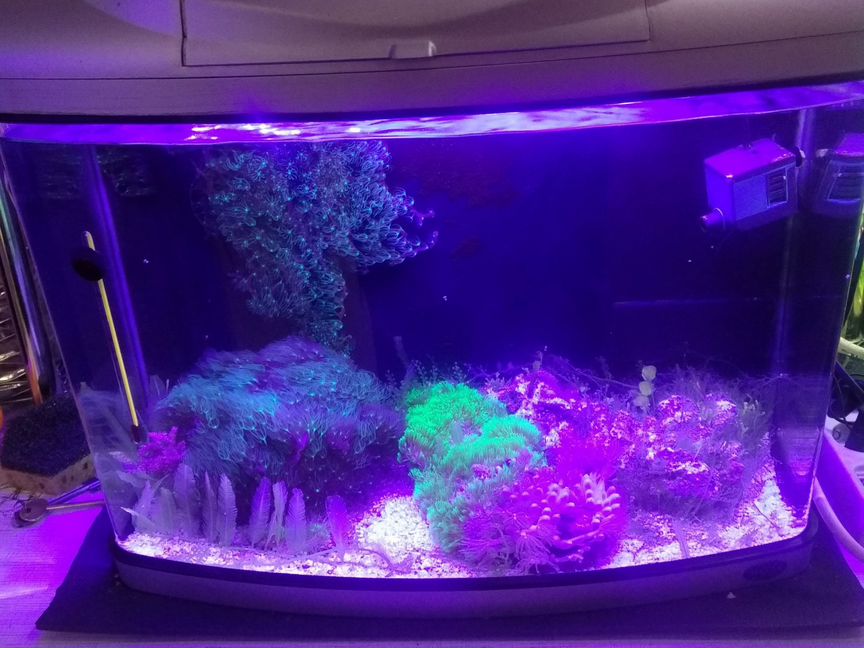 Морской аквариум с рыбками