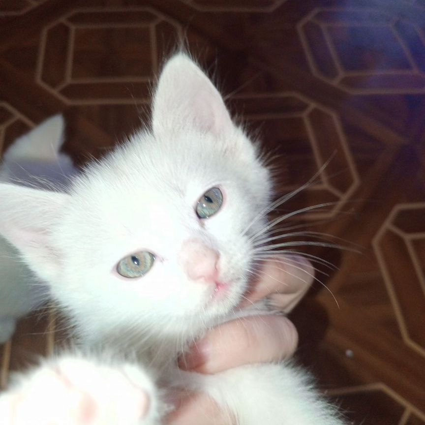 Котята в добрые руки бесплатно
