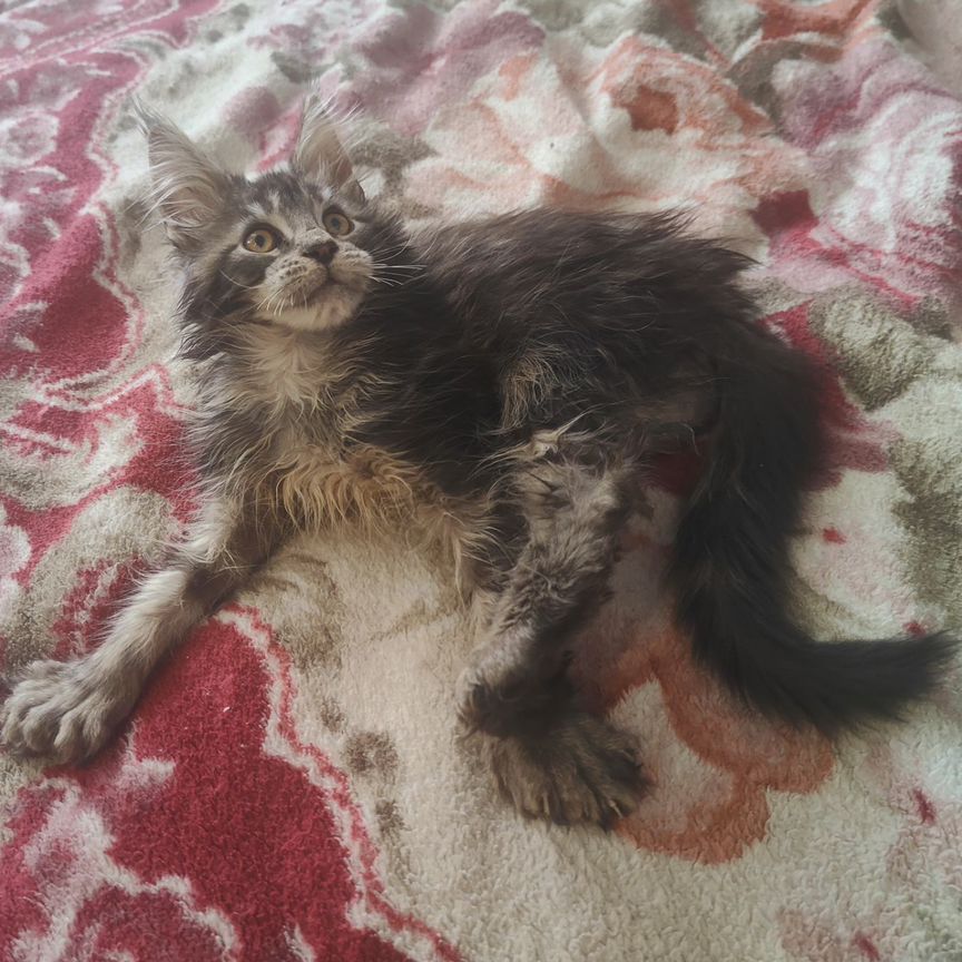 Мейн-кун котёнок