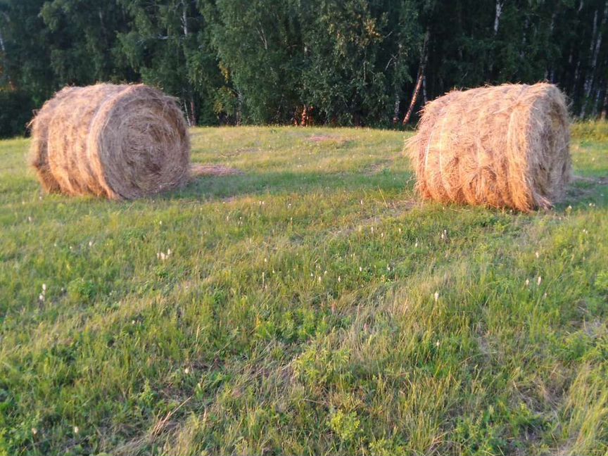 Сено в рулонах