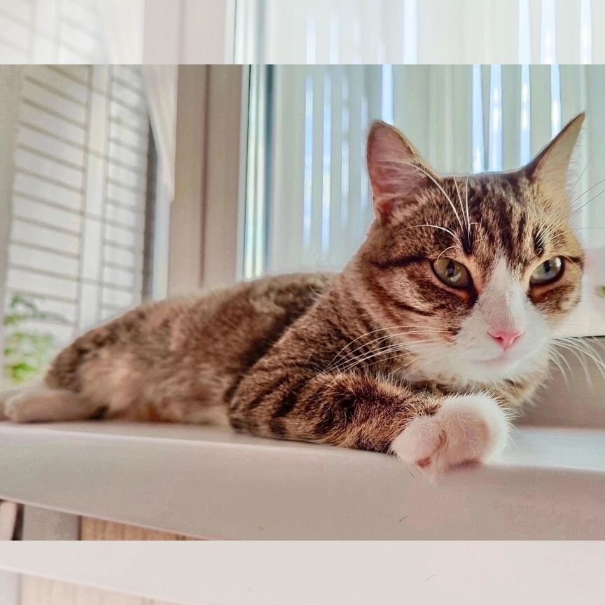 Взрослая, кошка в добрые руки