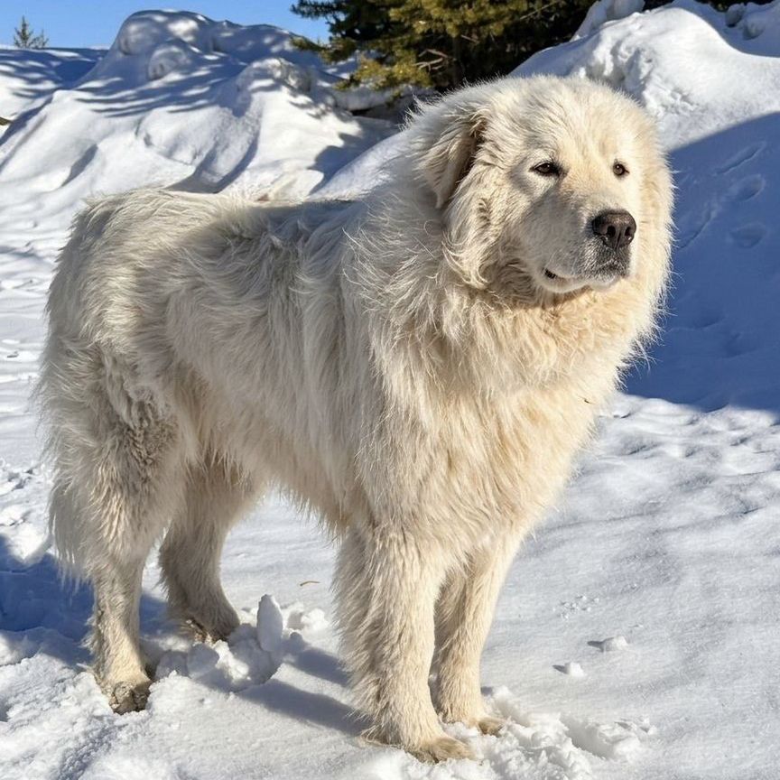 Мареммо-абруццкая овчарка, щенок