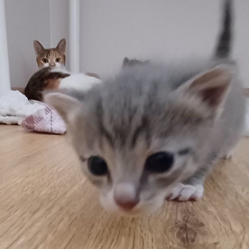 Мейн-кун котёнок