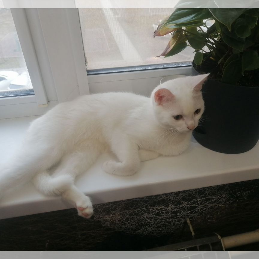 Найдена кошка